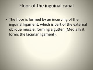 inguinal hernia anatomy | PPTX