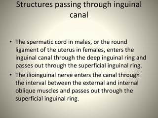 inguinal hernia anatomy | PPTX