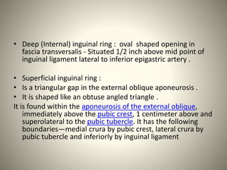 inguinal hernia anatomy | PPTX