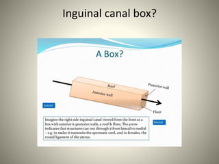 inguinal hernia anatomy | PPTX