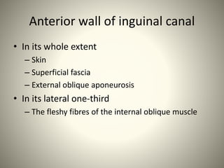 inguinal hernia anatomy | PPTX