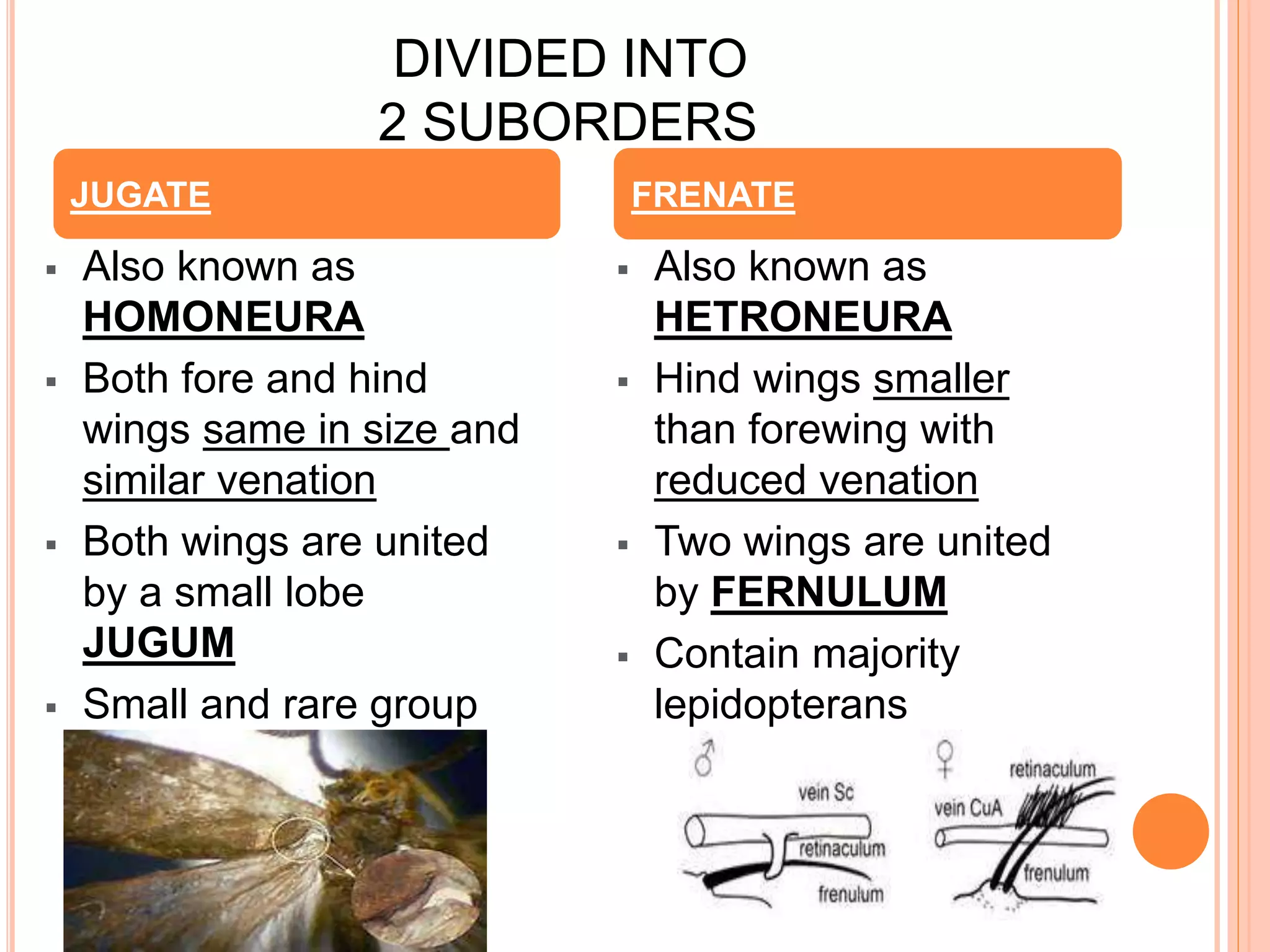 ORDER LEPIDOPTERA | PPTX