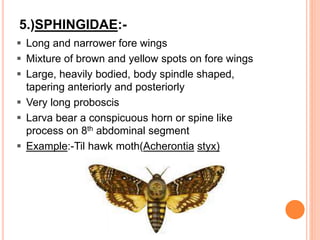 ORDER LEPIDOPTERA | PPTX