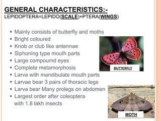 ORDER LEPIDOPTERA | PPTX