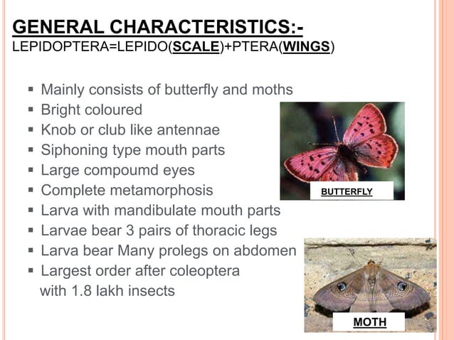 ORDER LEPIDOPTERA | PPTX | Birdwatching | Hobbies & Interests
