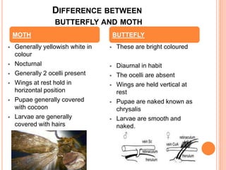 ORDER LEPIDOPTERA | PPTX