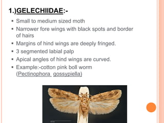 ORDER LEPIDOPTERA | PPTX