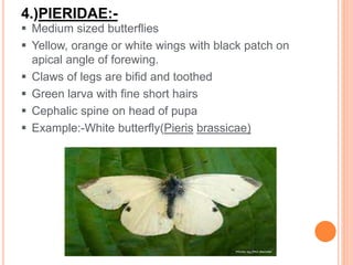 ORDER LEPIDOPTERA | PPTX