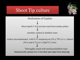 micropropagation in dendribium | PPTX
