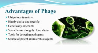 phage application in food safety | PPTX