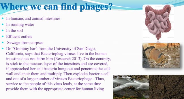 phage application in food safety | PPTX | Infectious Diseases ...