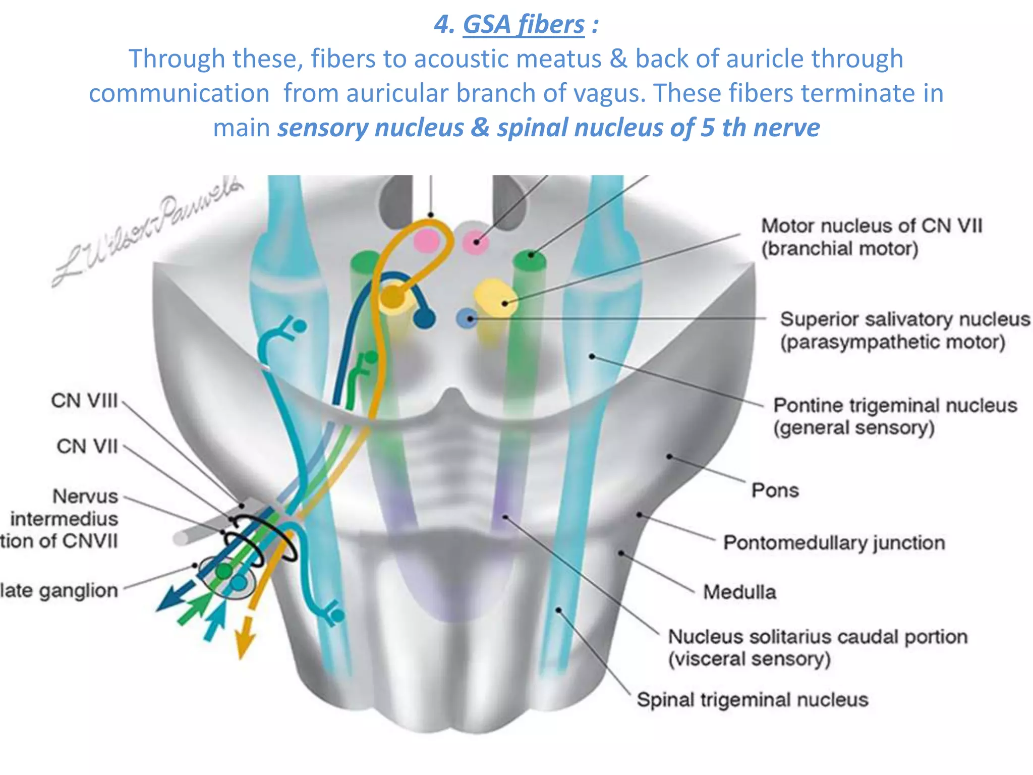 facial nerve:neuroanatomy | PPTX