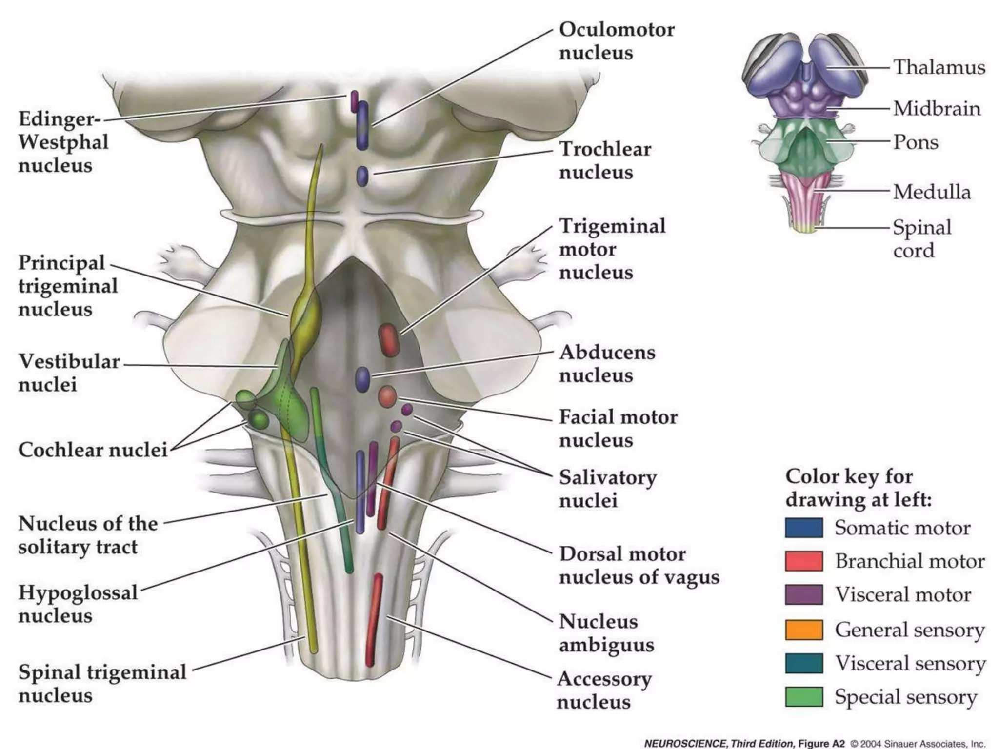 facial nerve:neuroanatomy | PPTX
