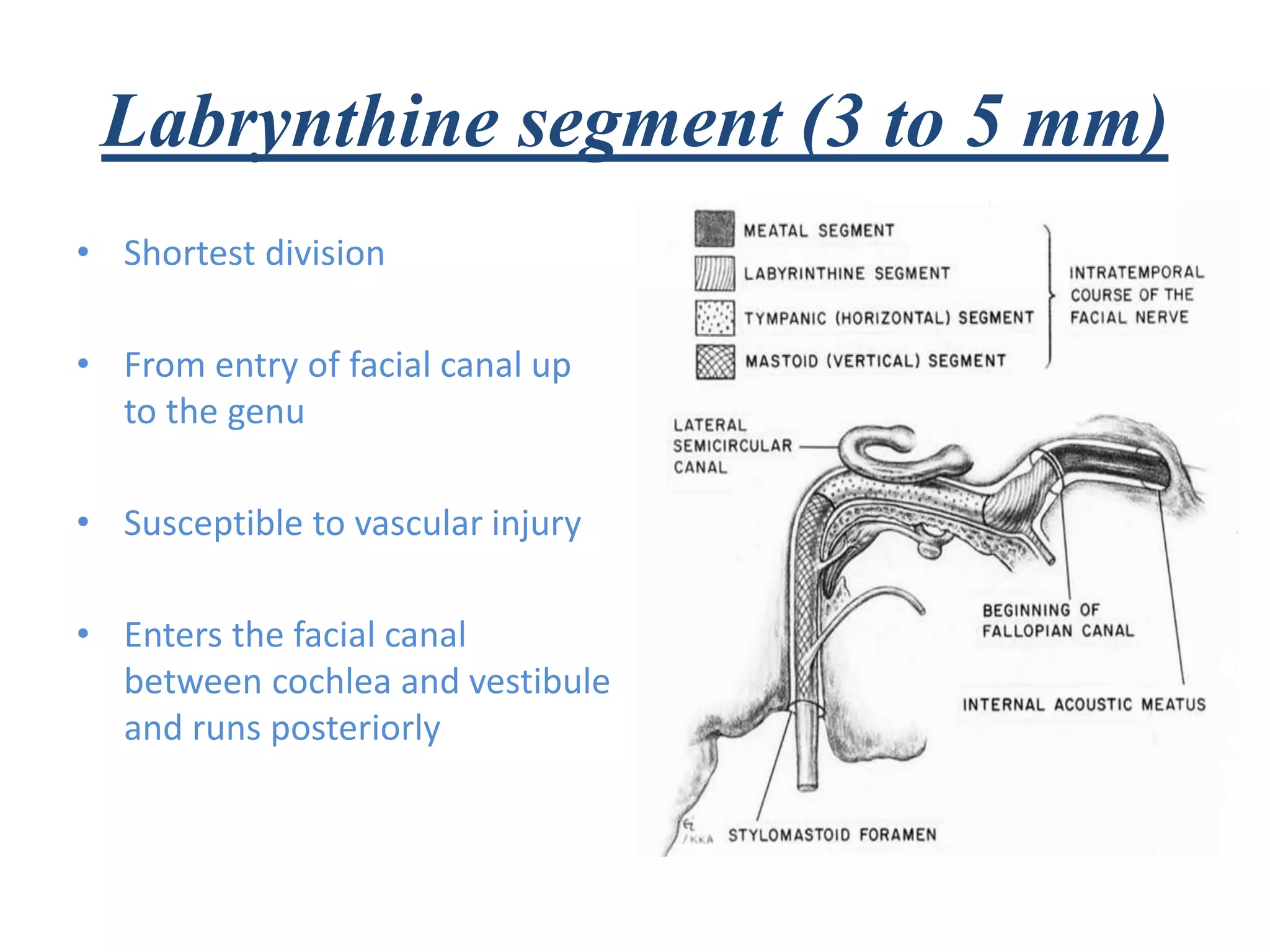 facial nerve:neuroanatomy | PPTX