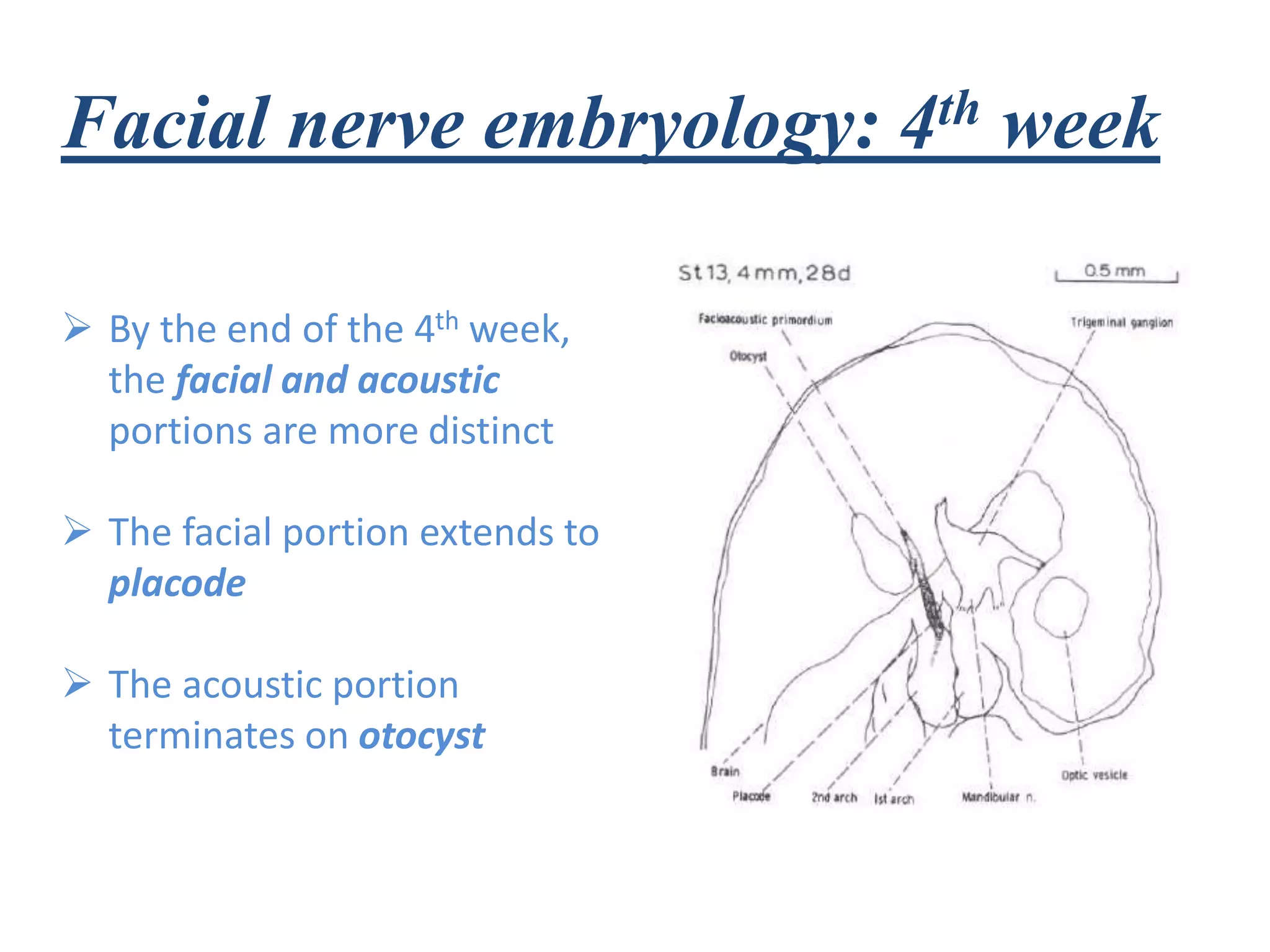 facial nerve:neuroanatomy | PPTX