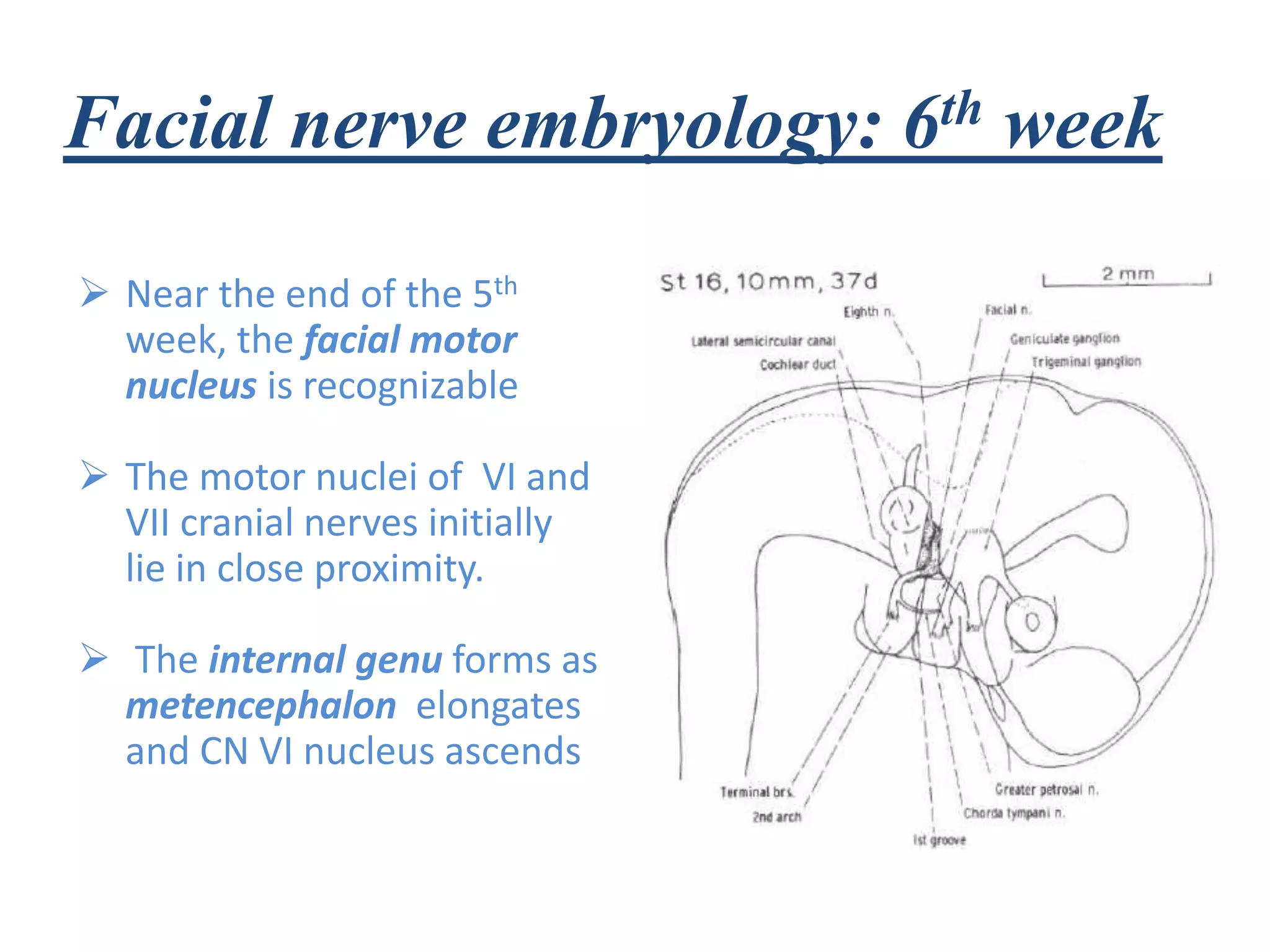 facial nerve:neuroanatomy | PPTX