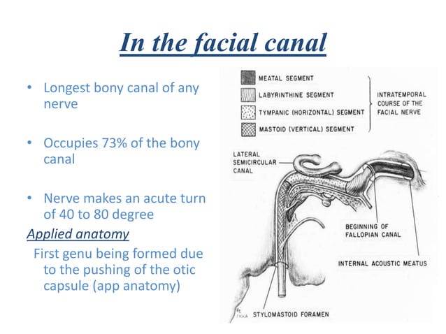 facial nerve:neuroanatomy | PPTX