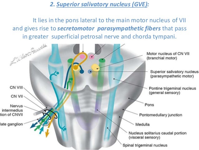 facial nerve:neuroanatomy