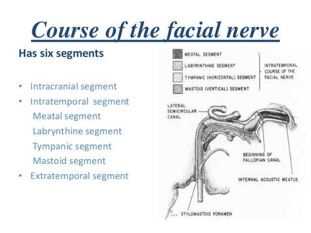 facial nerve:neuroanatomy