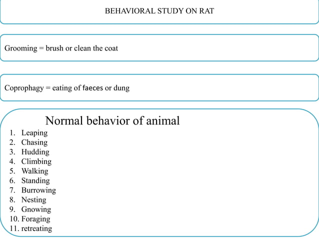 ABOUT SD RAT | PPTX | Lung and Respiratory Health | Diseases and Conditions