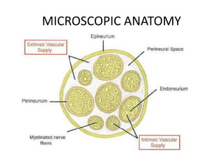 power point presentation on nerve injury introduction by clinical ...