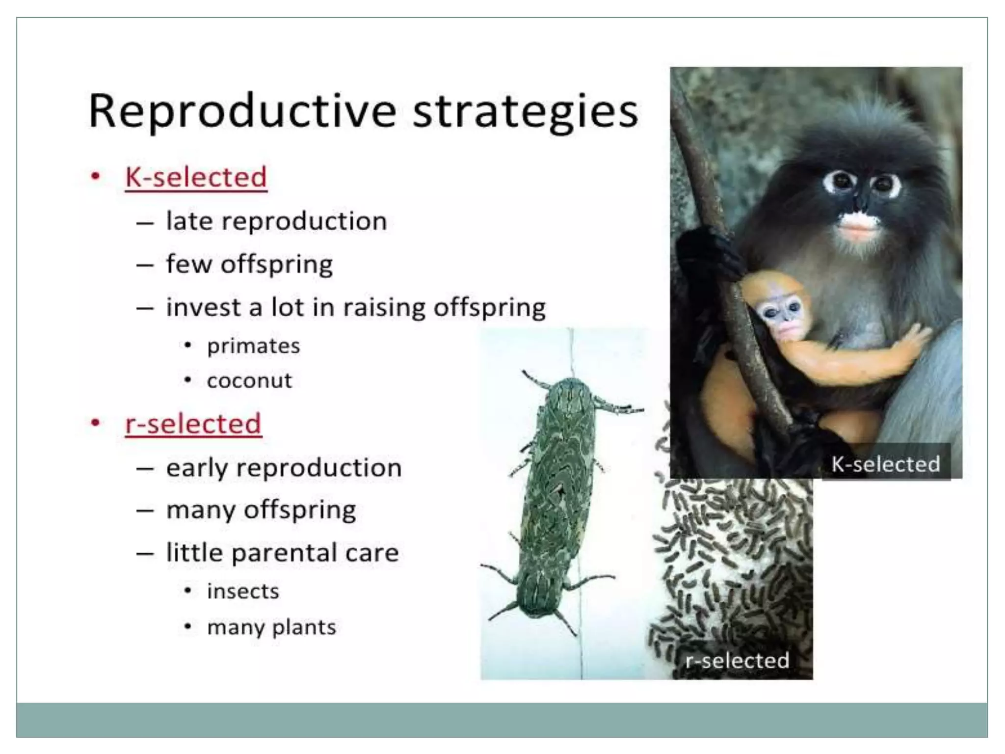 R AND K SELECTED SPECIES powerpoint presentation | PPTX