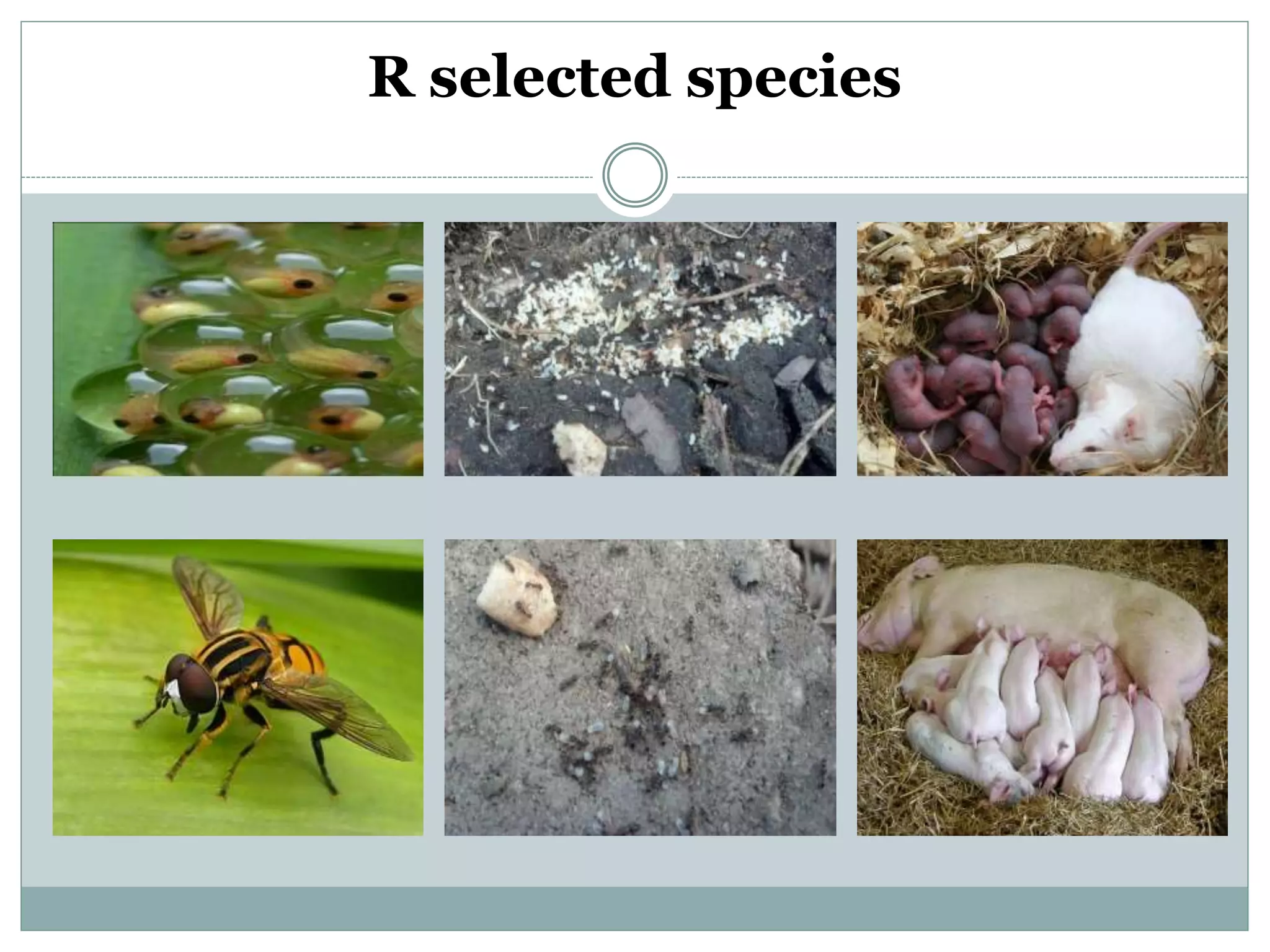R AND K SELECTED SPECIES powerpoint presentation | PPTX