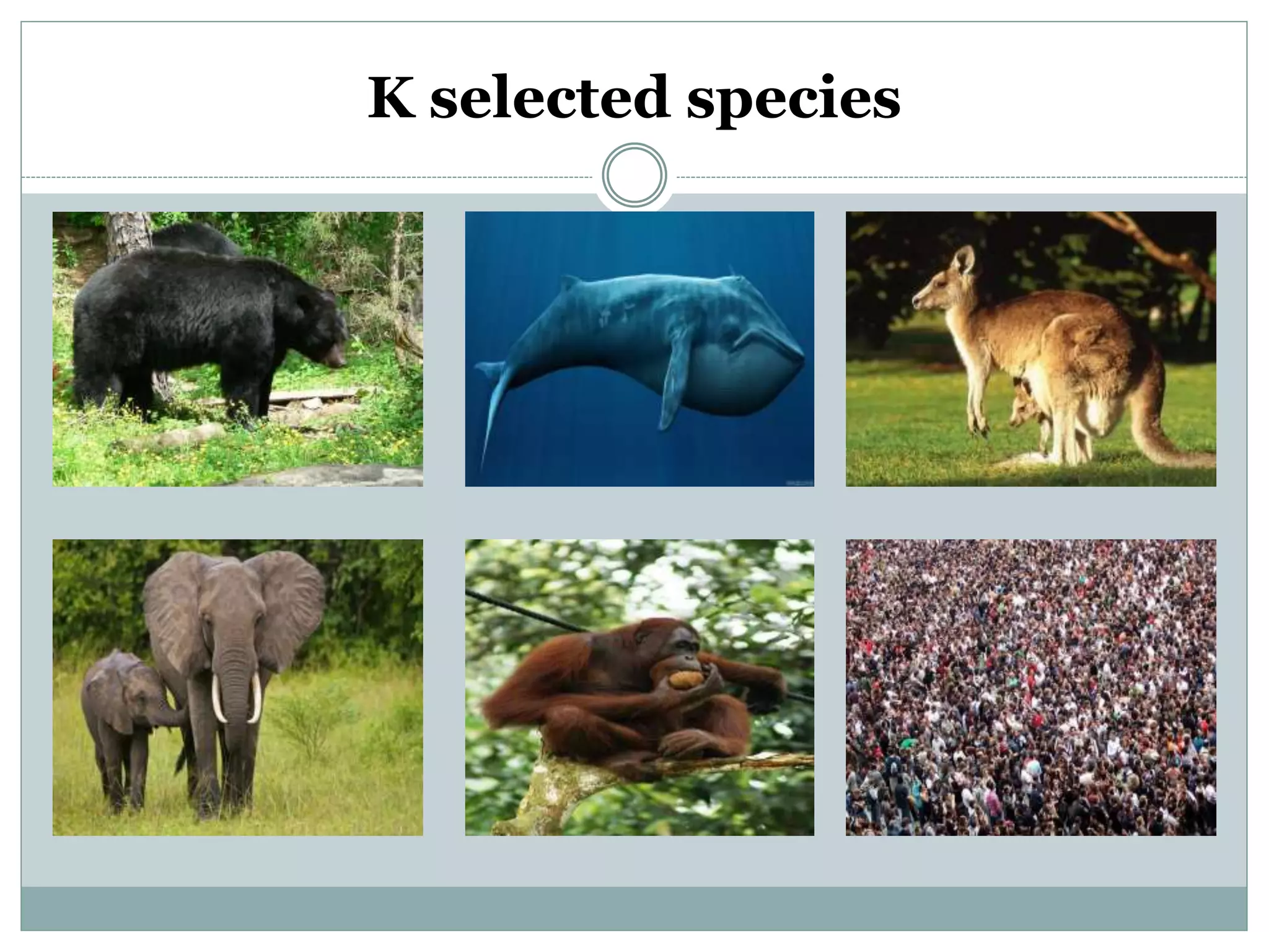 R AND K SELECTED SPECIES powerpoint presentation | PPTX