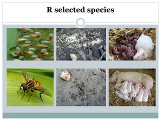 R AND K SELECTED SPECIES powerpoint presentation | PPTX