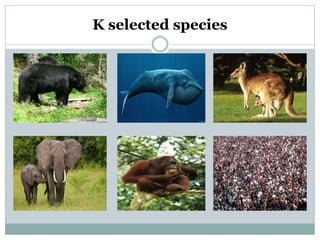 R AND K SELECTED SPECIES powerpoint presentation | PPT