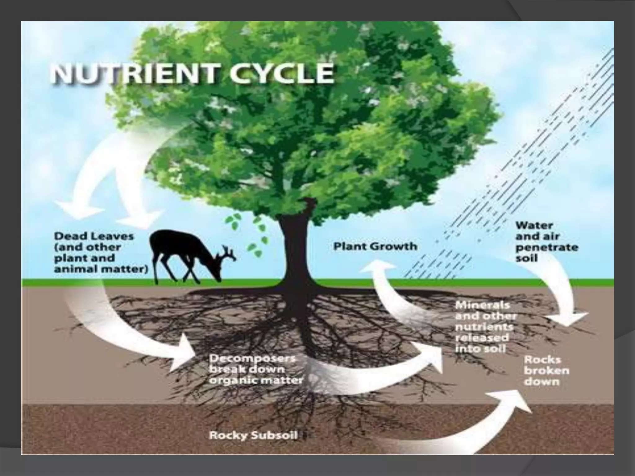 nutrient cycles powerpoint presentation | PPTX