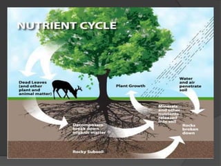 nutrient cycles powerpoint presentation | PPTX