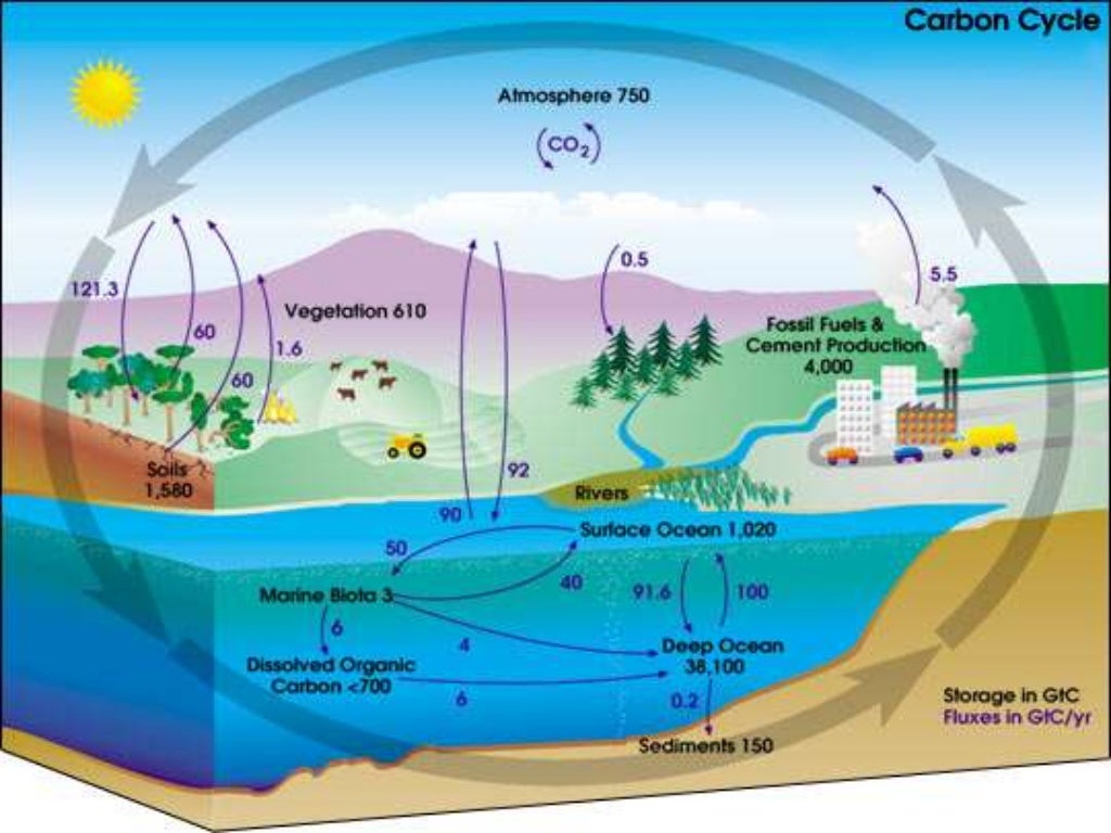 nutrient cycles powerpoint presentation
