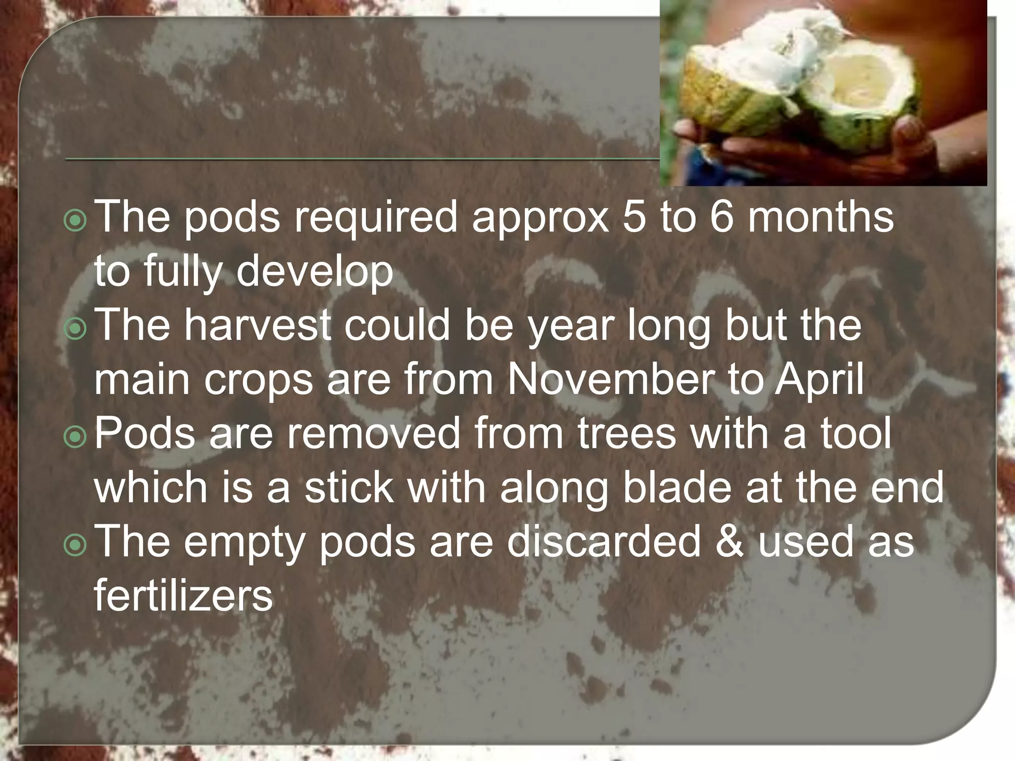 Production Processing And Packaging Of Cocoa Pptx Food And Drink