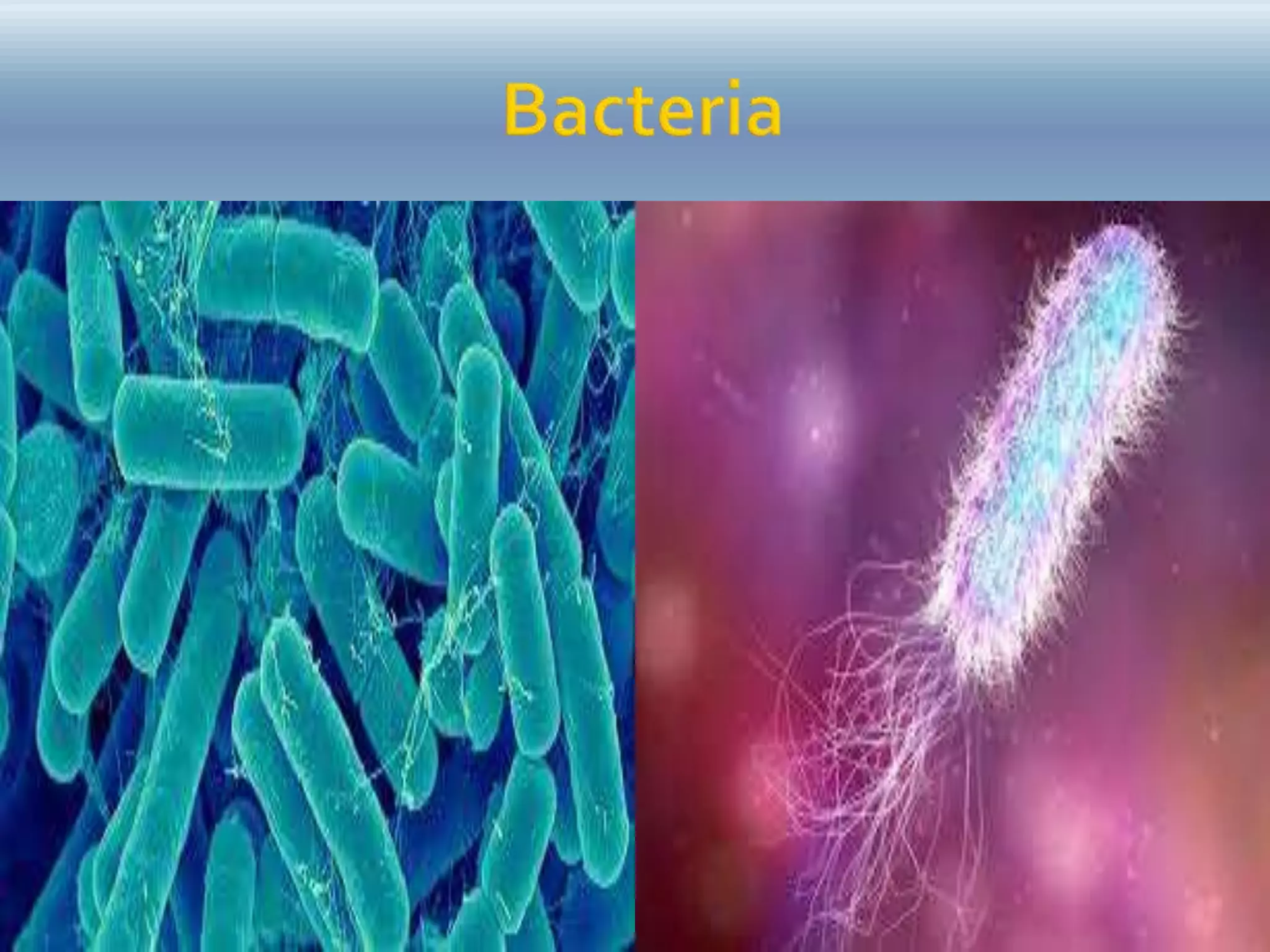 microbes,germs and diseases | PPT