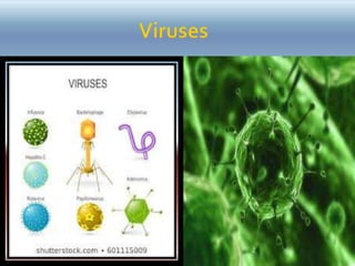 microbes,germs and diseases | PPT