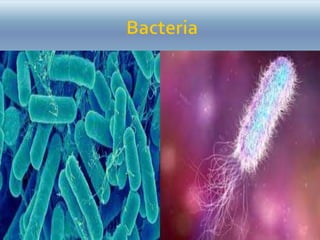 microbes,germs and diseases | PPT