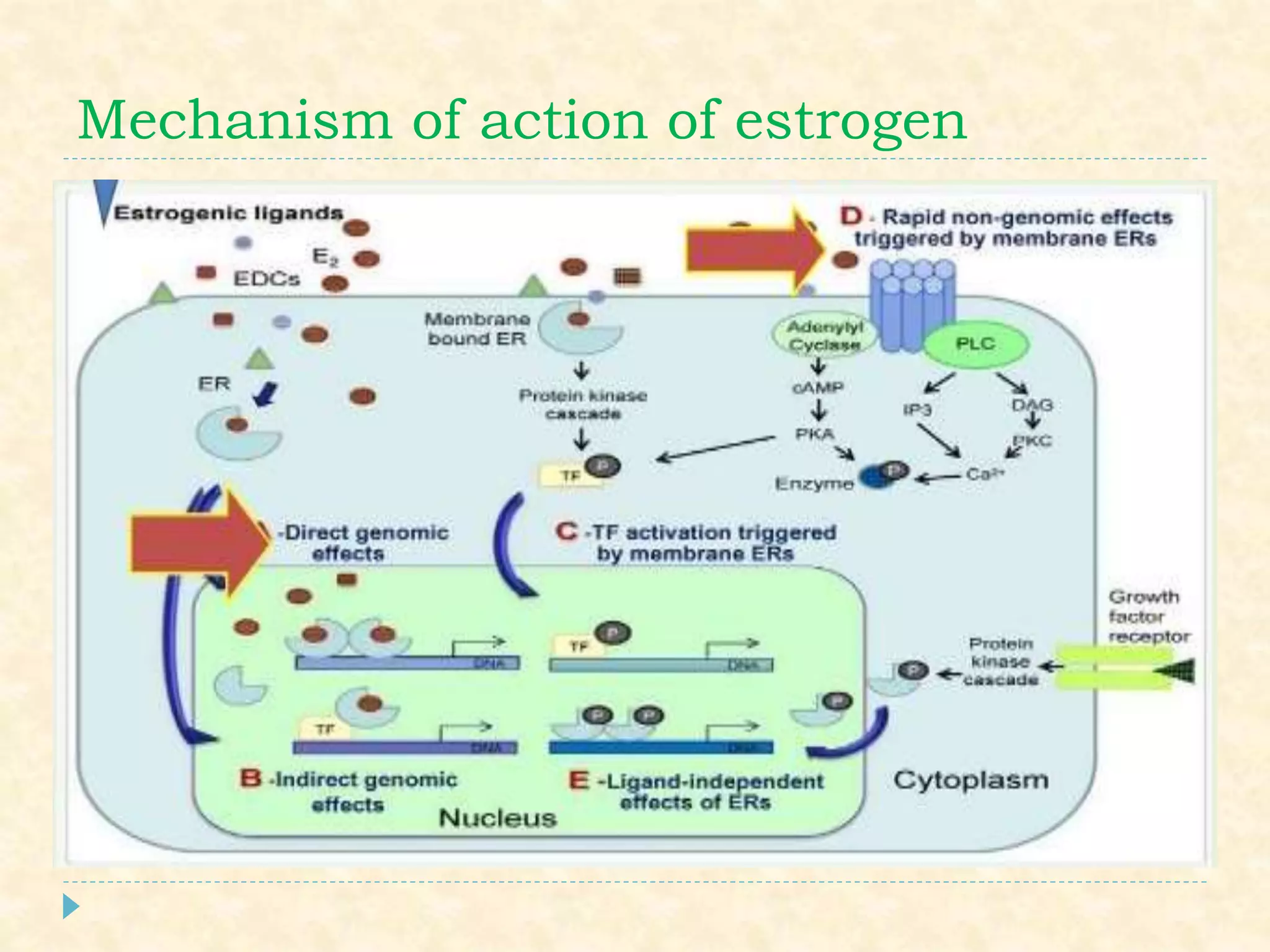 sex hormones pharmacology | PPTX