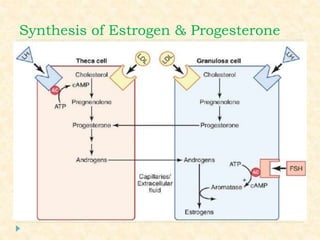 sex hormones pharmacology | PPTX