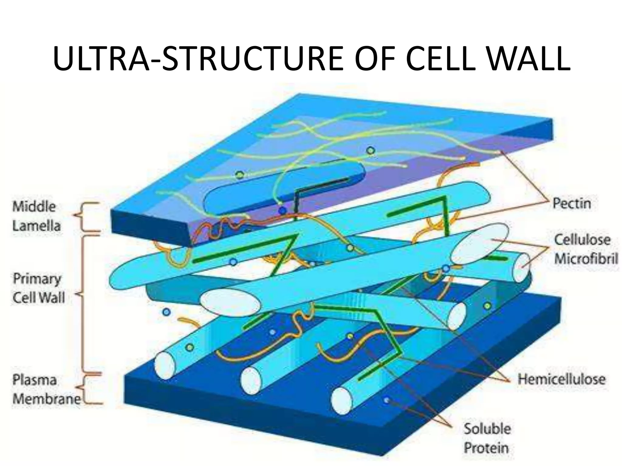 Structure and physiological functions of cell wall | PPT