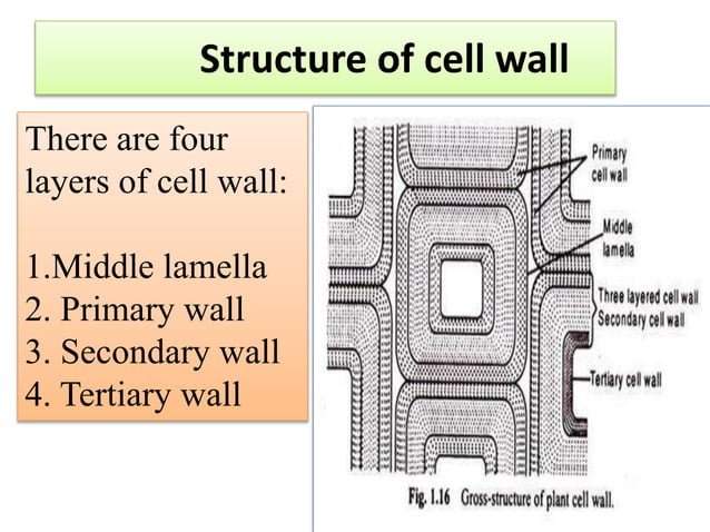 Structure and physiological functions of cell wall | PPT