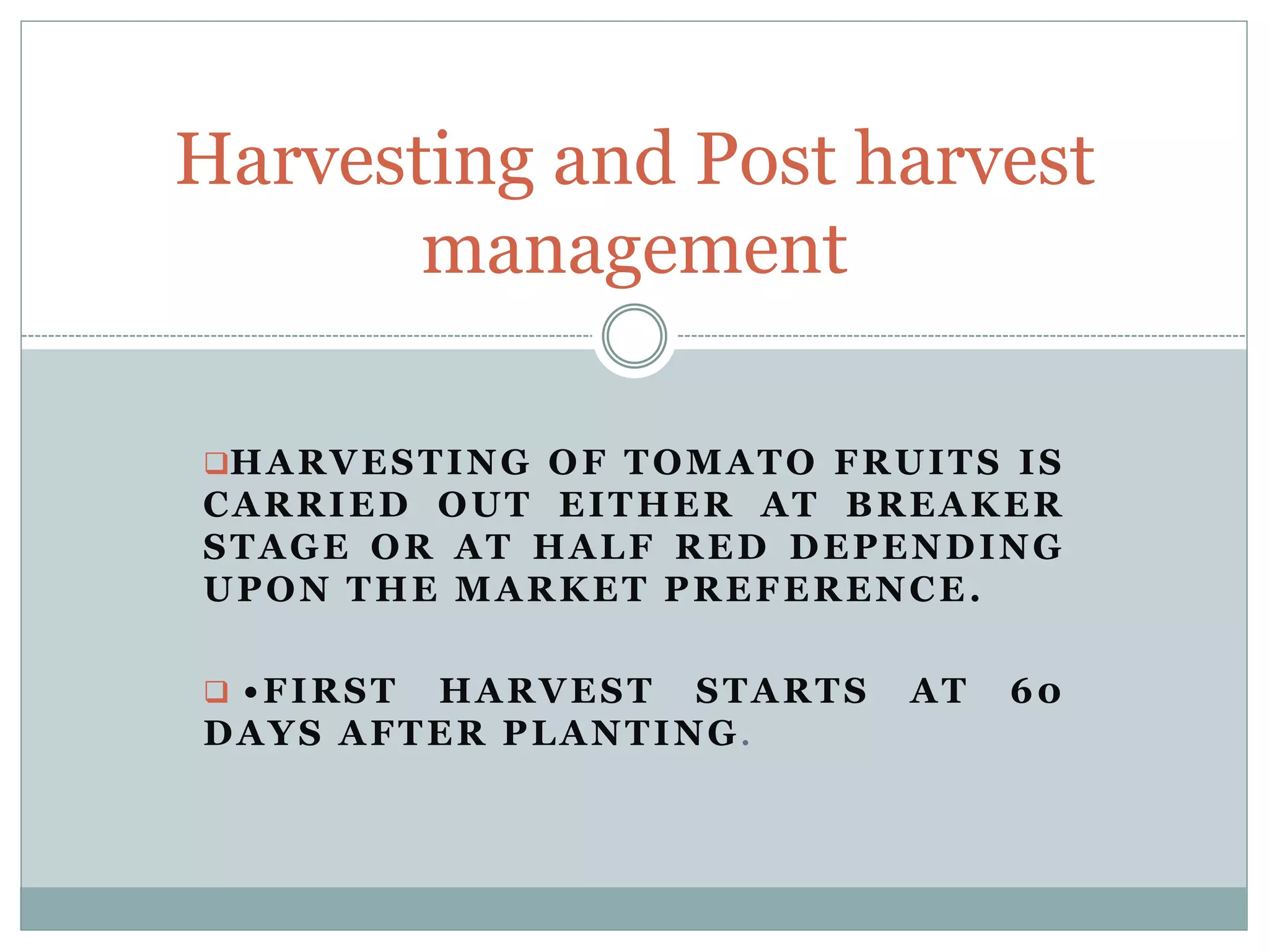 Harvest and post harvest of tomato | PPTX