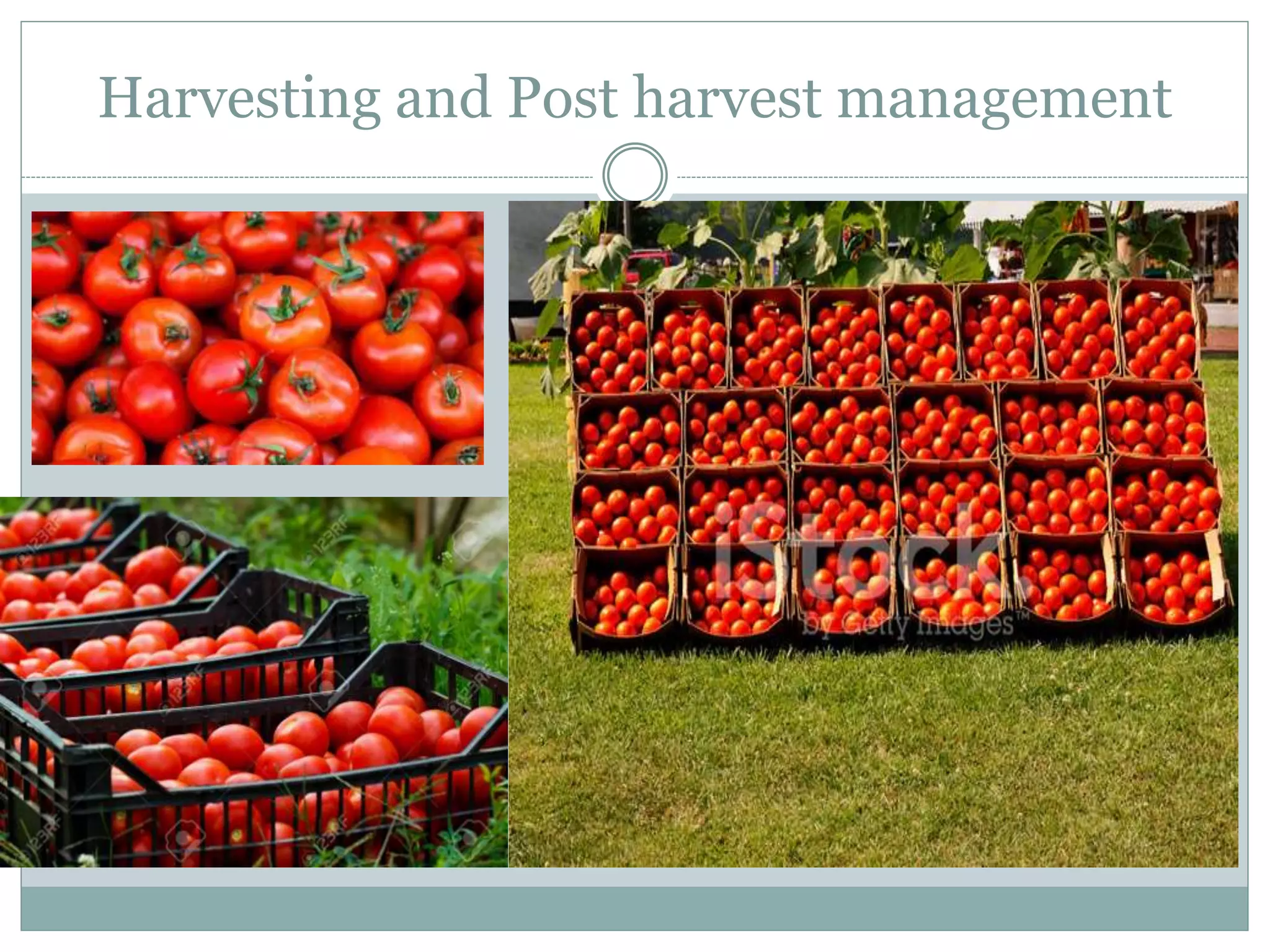 Harvest and post harvest of tomato | PPTX