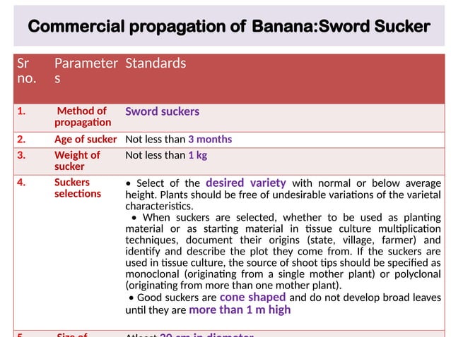 commercial production of banana sword suckers-PowerPoint Presentation ...