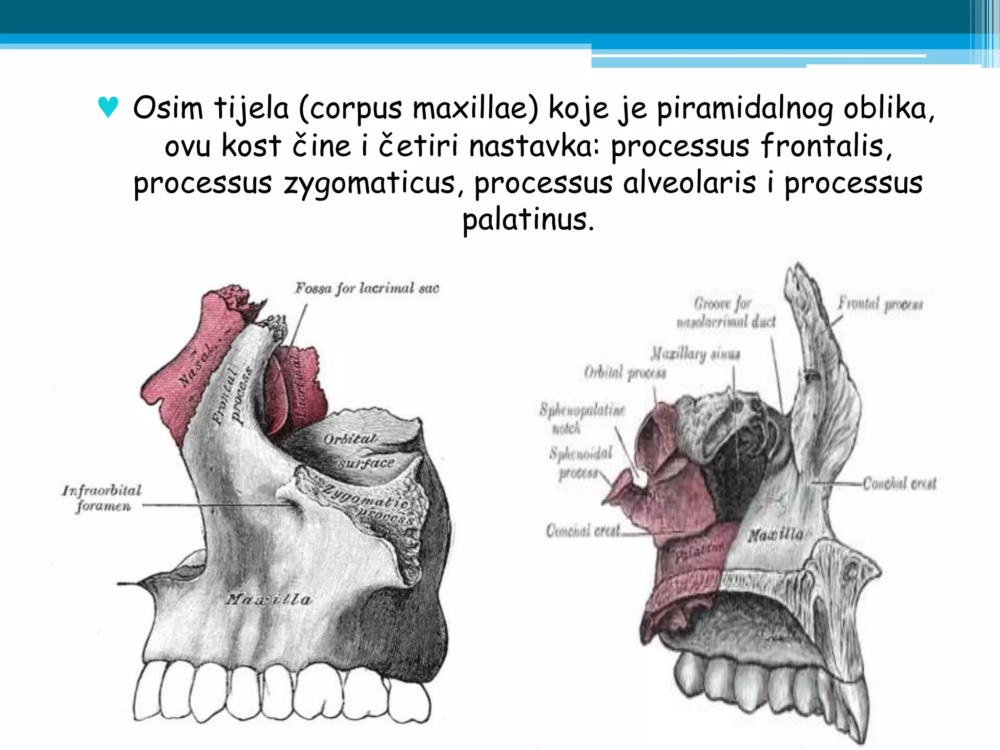 Hirurška anatomija maksile | PPTX