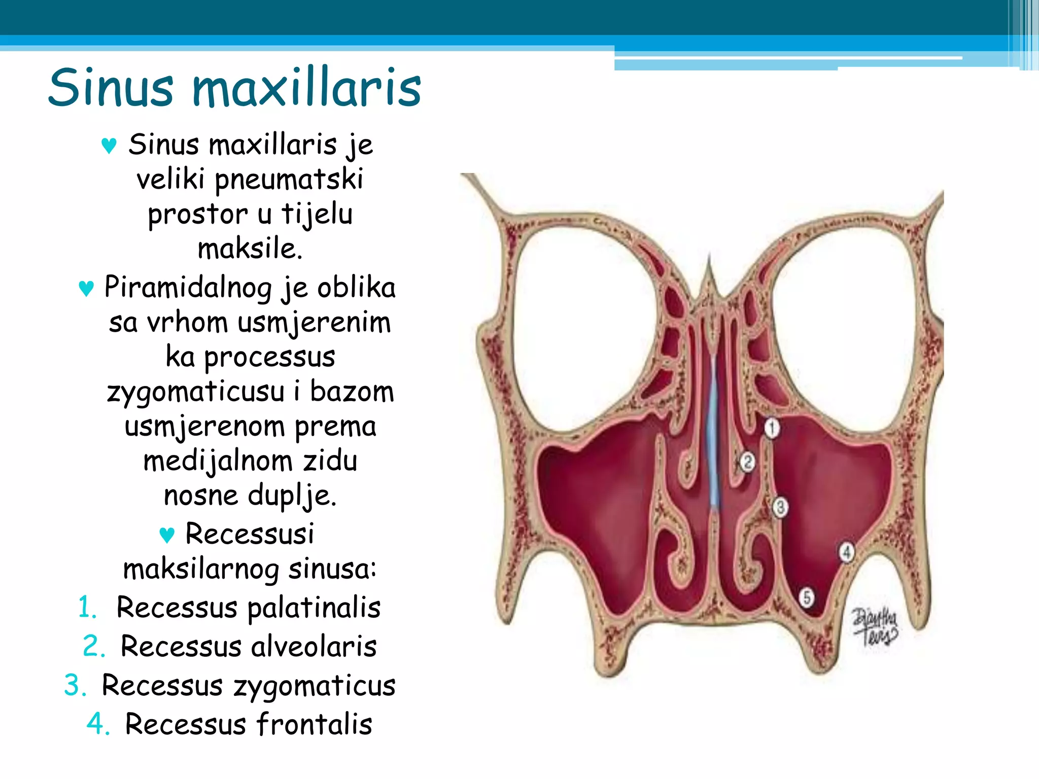 Hirurška anatomija maksile | PPTX