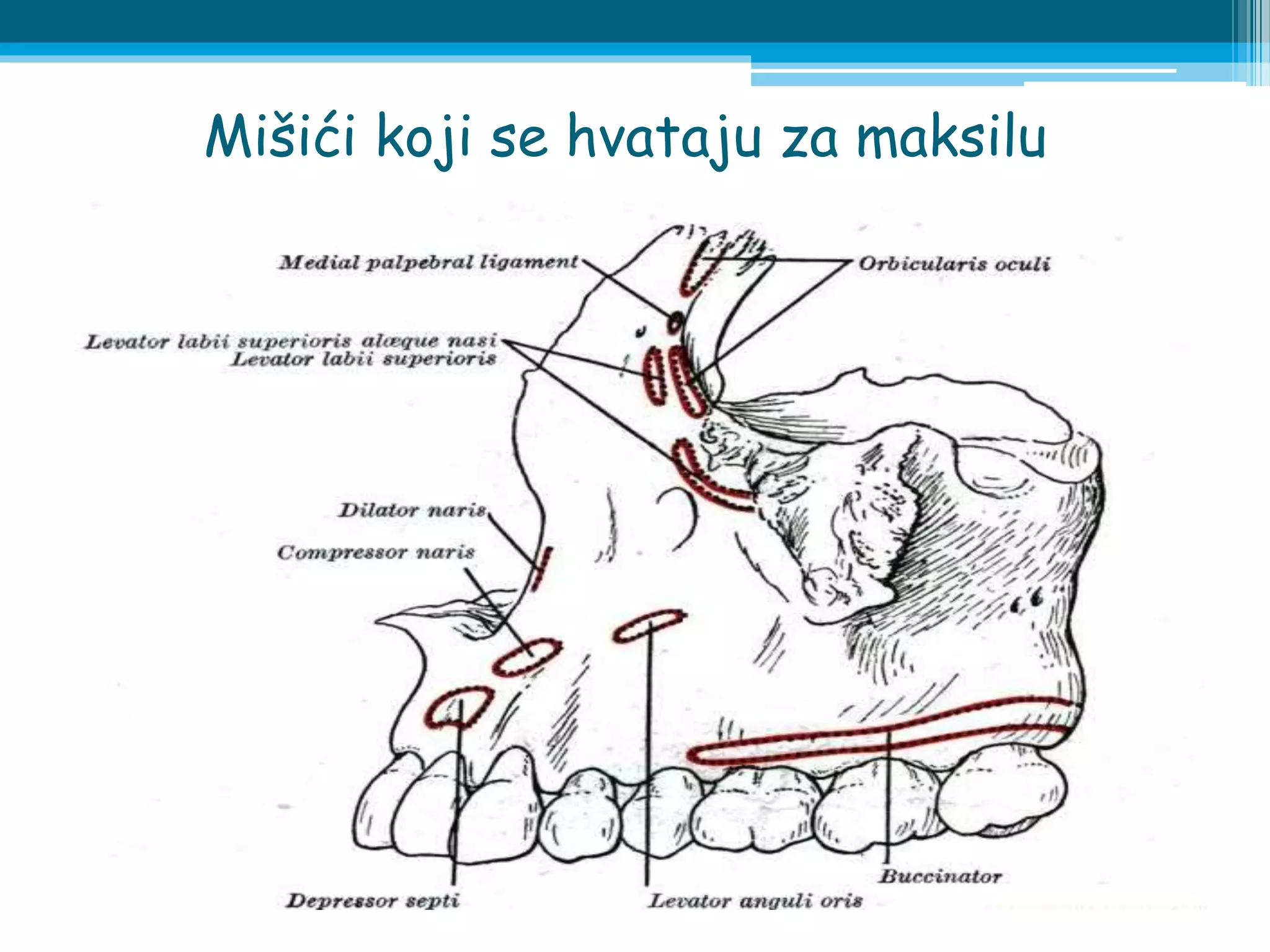 Hirurška anatomija maksile | PPTX