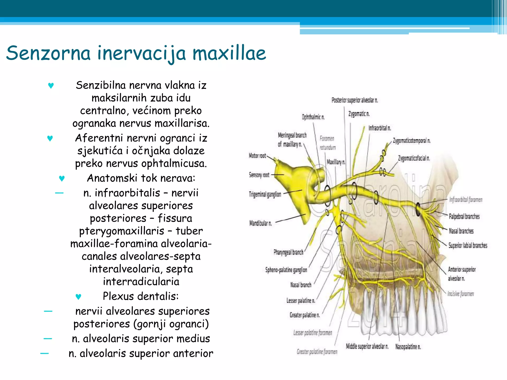Hirurška anatomija maksile | PPTX
