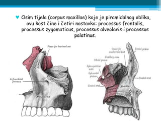 Hirurška anatomija maksile | PPTX