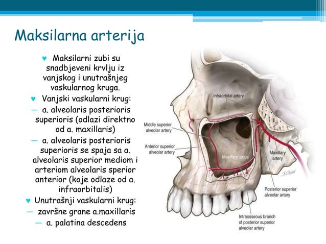 Hirurška anatomija maksile | PPT